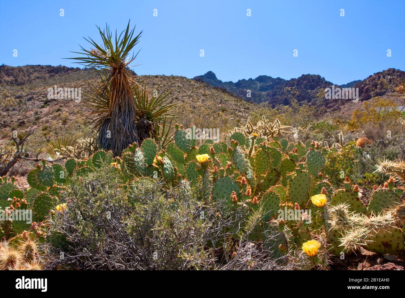 Mojave desert flowers hi-res stock photography and images - Alamy