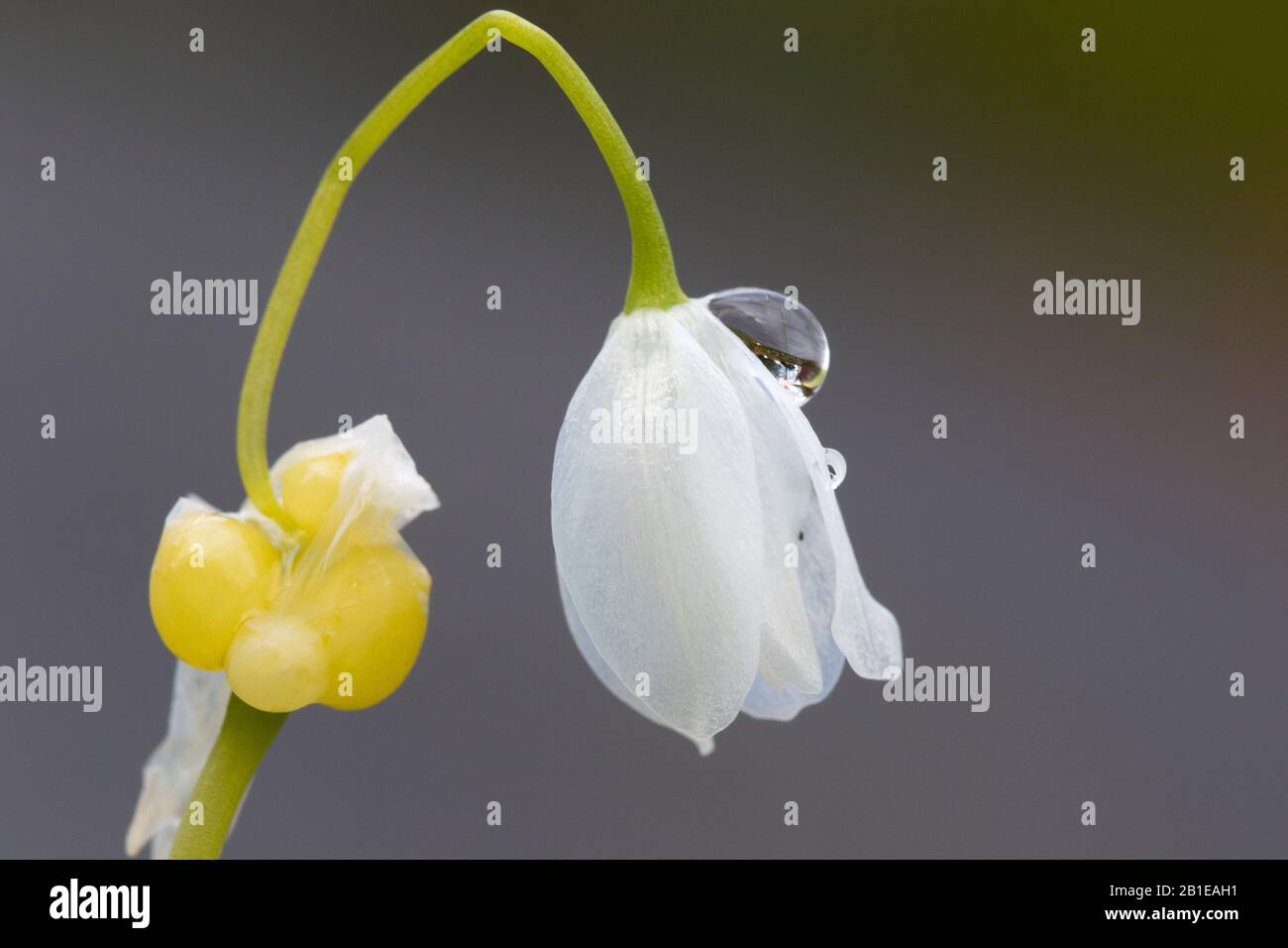 few-flowered leek (Allium paradoxum), flowers, Netherlands Stock Photo ...