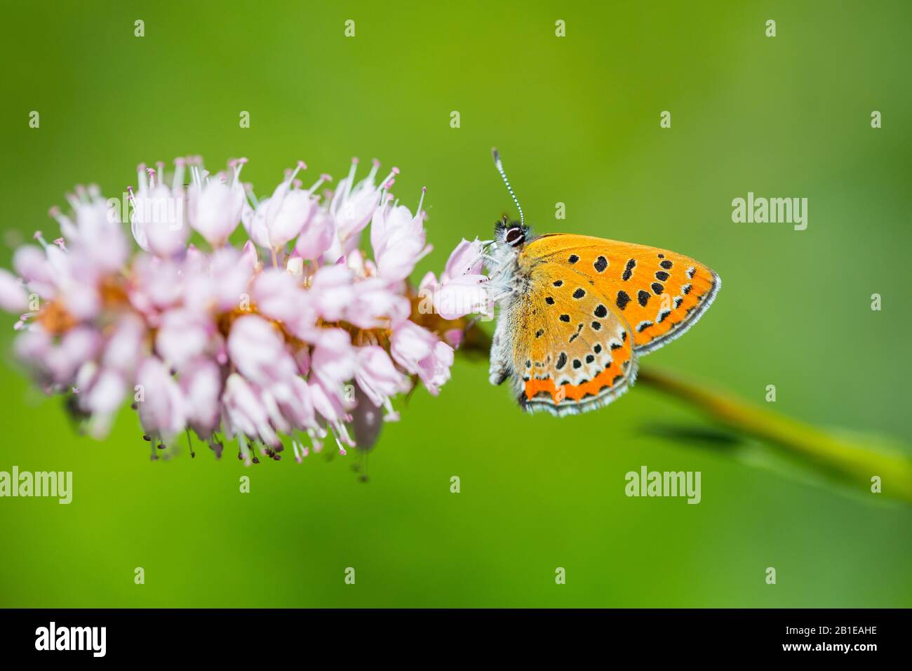 Violet Copper (Lycaena helle), at Bistorta officinalis, Germany, North ...