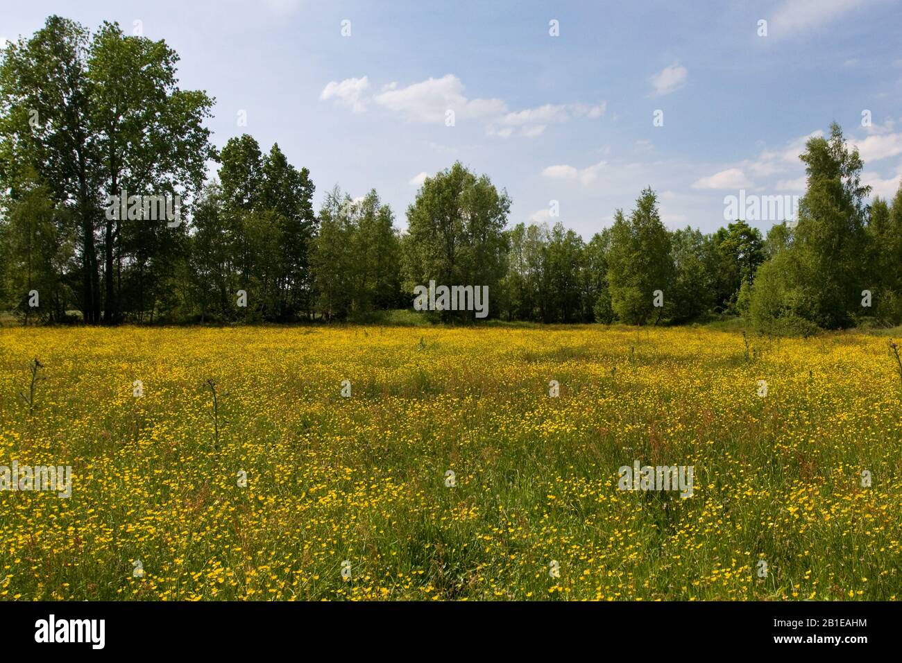 field buttercup, corn buttercup (Ranunculus arvensis), Nature reserve ...