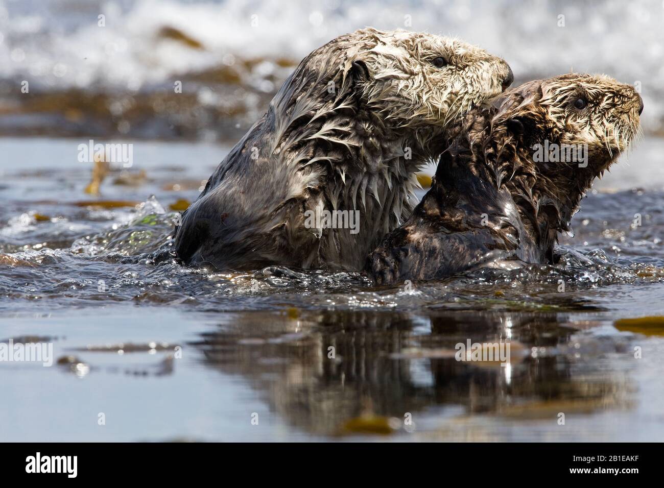 sea otter (Enhydra lutris), female with pub in the water, side view ...