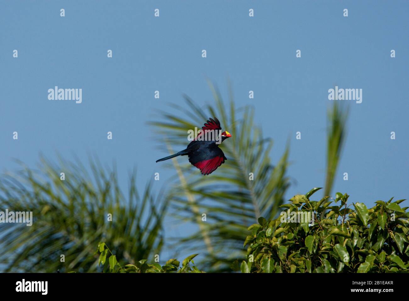 Turacos hi-res stock photography and images - Alamy