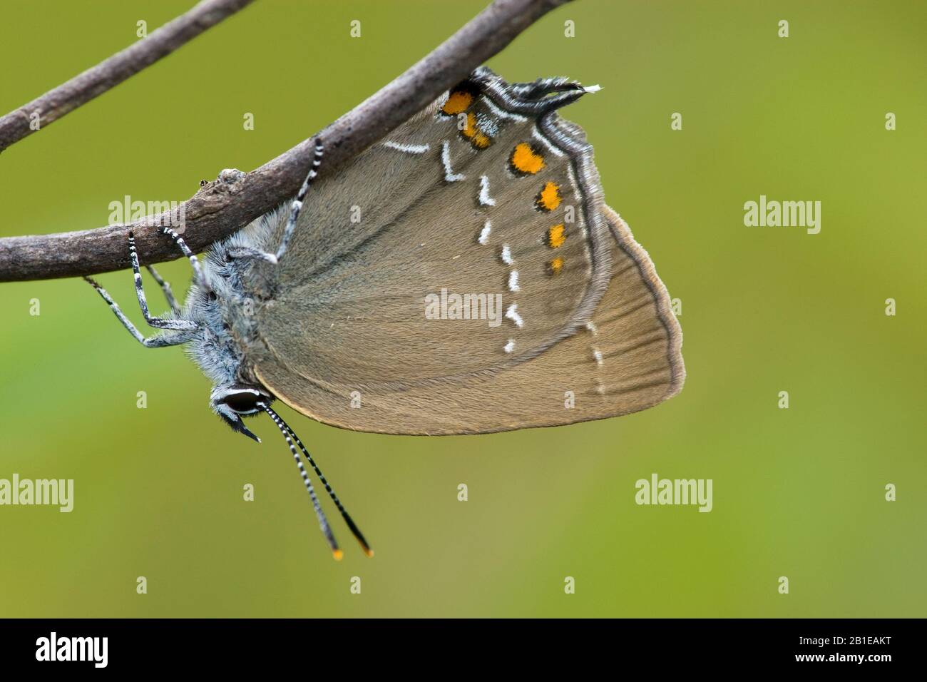 ilex hairstreak (Satyrium ilicis, Nordmannia ilicis), lateral view ...