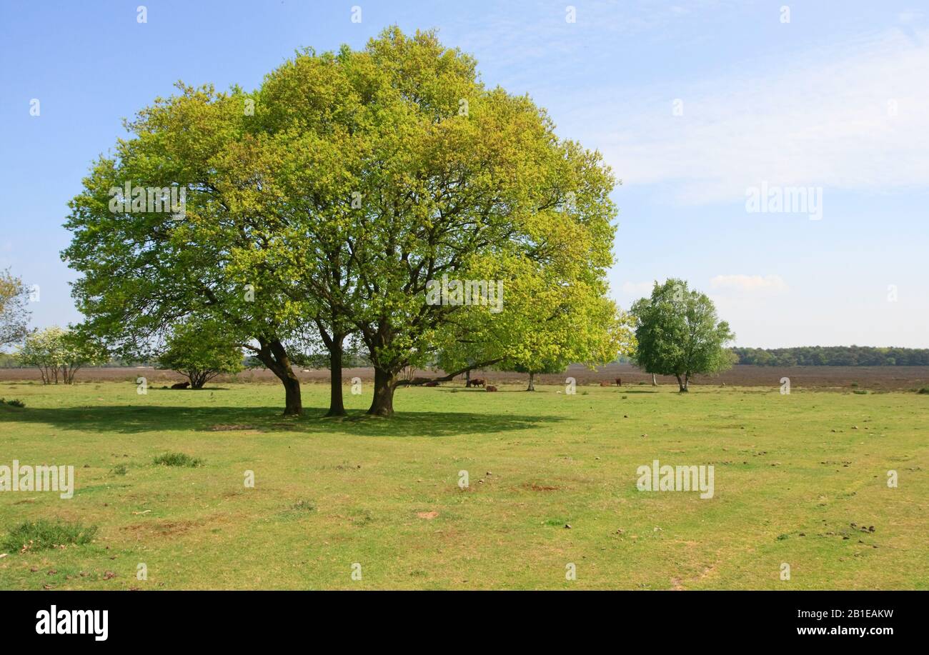 Westerheide in Het Gooi, Netherlands, Northern Netherlands, Bussum ...