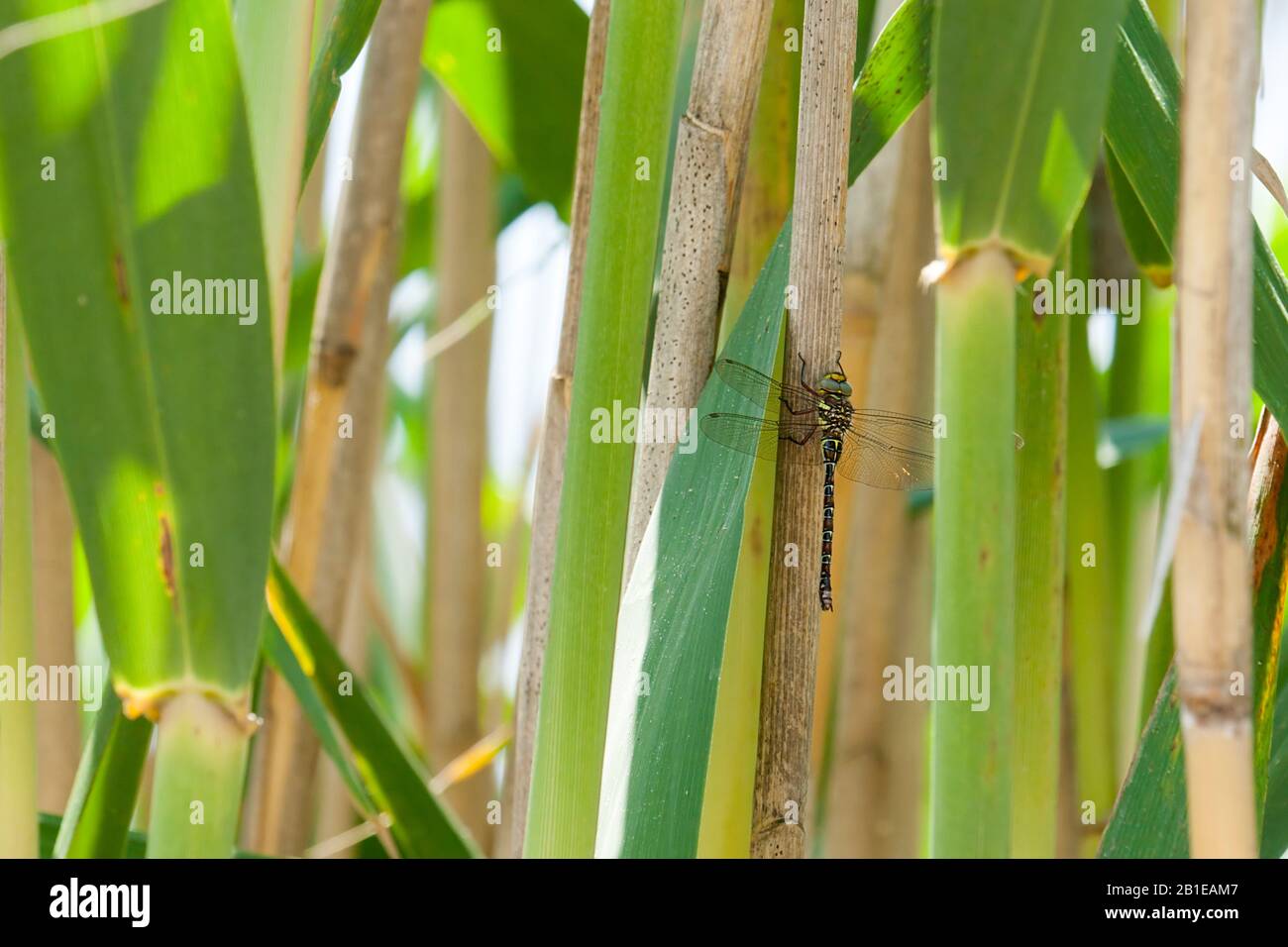 Eastern Spectre (Caliaeschna microstigma), sitting in reed, Turkey ...