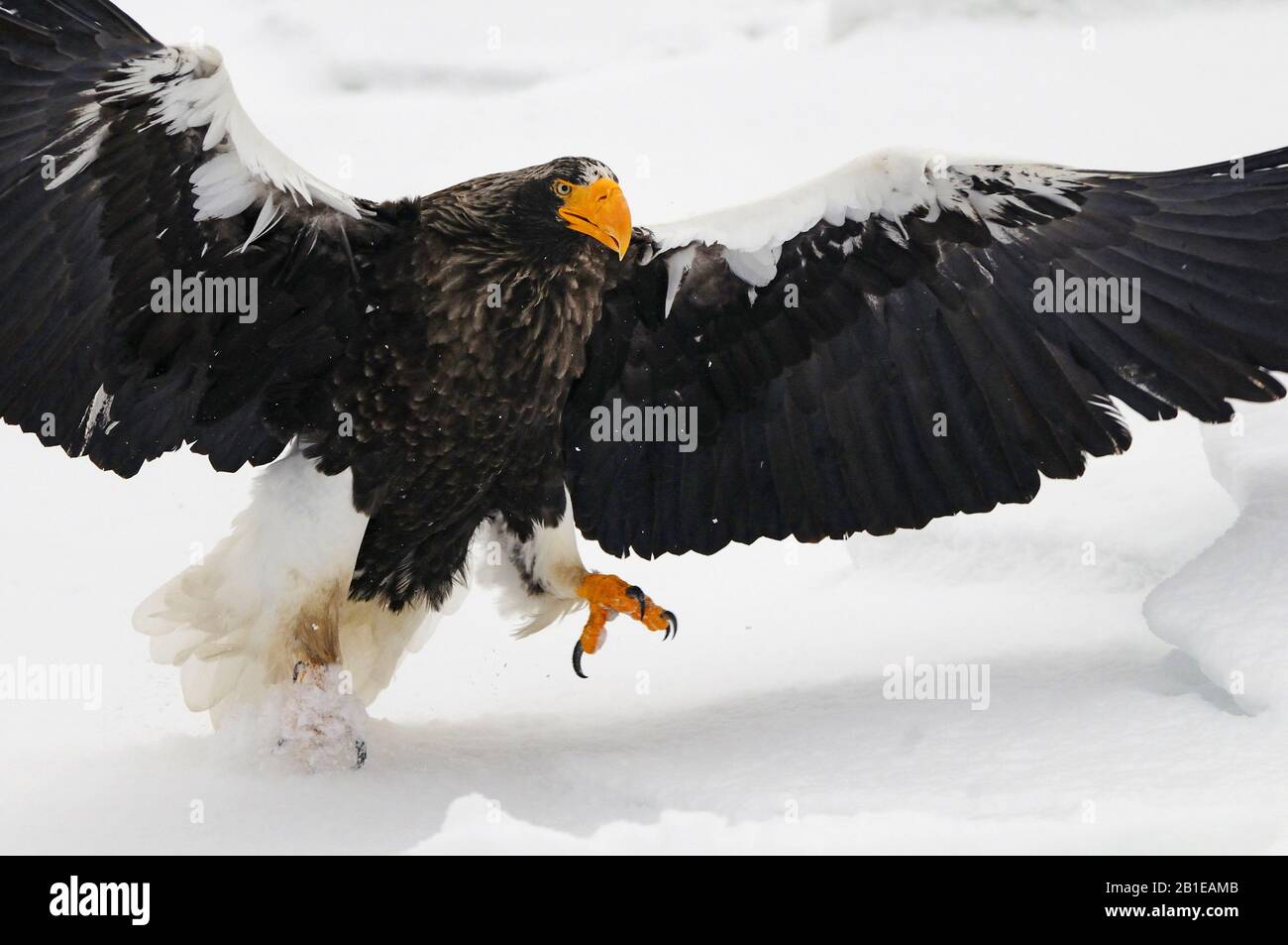 Asian birds of prey hi-res stock photography and images - Alamy