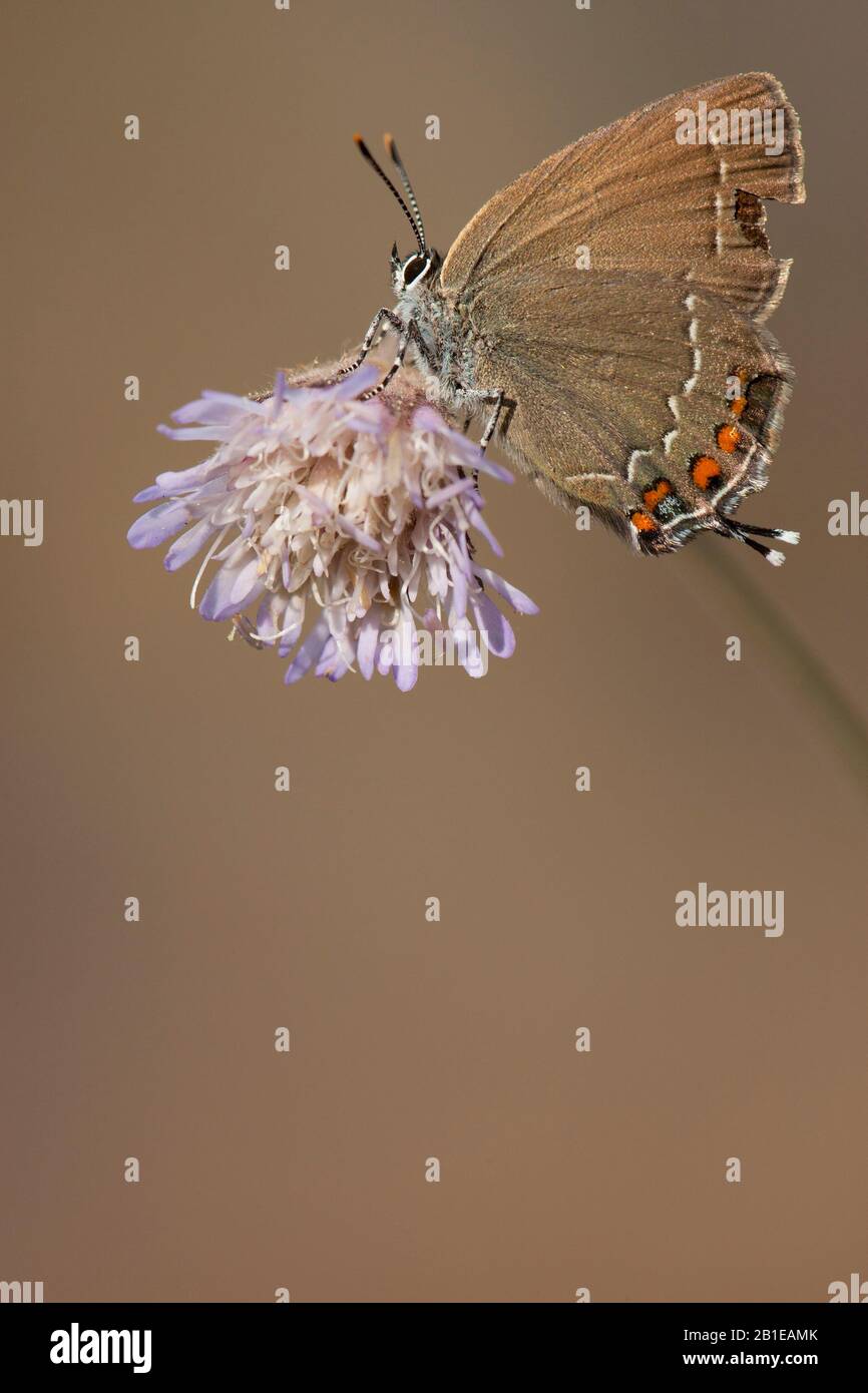 ilex hairstreak (Satyrium ilicis, Nordmannia ilicis), lateral view ...