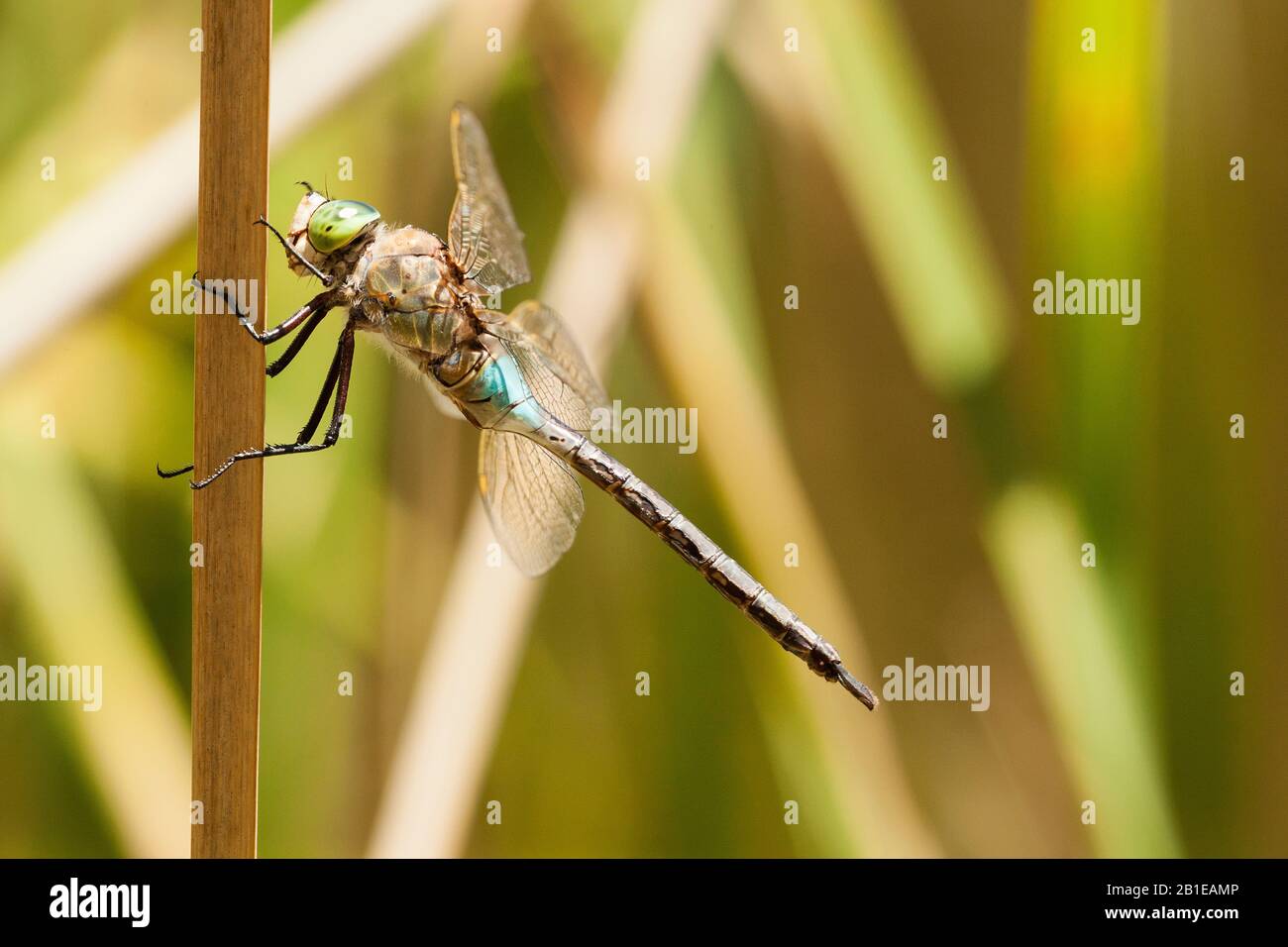 lesser emperor dragonfly (Anax parthenope), male, Canary Islands ...