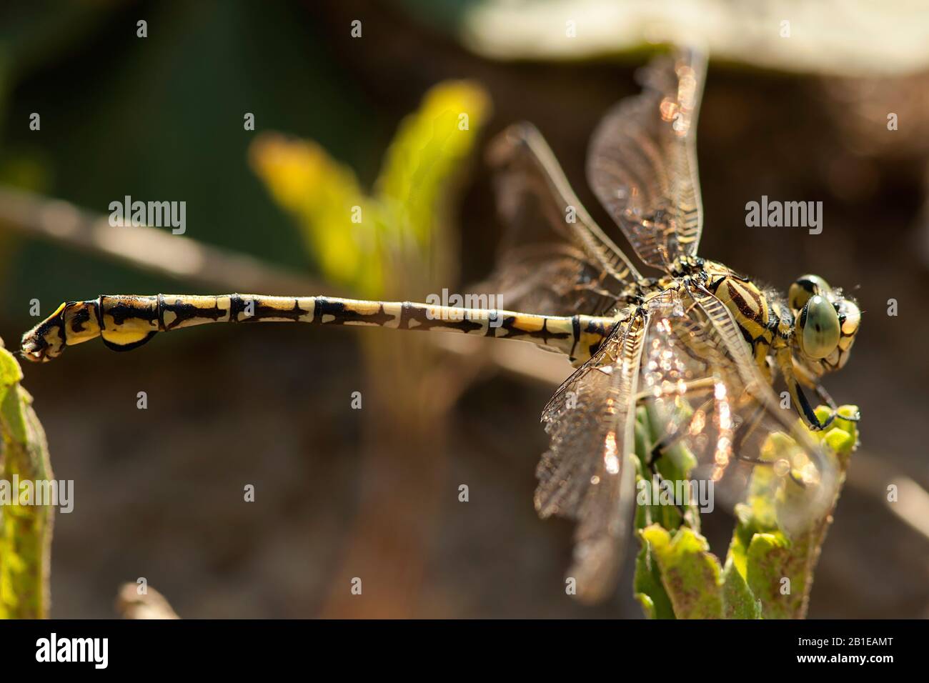 Common clubtail dragonfly hi-res stock photography and images - Alamy