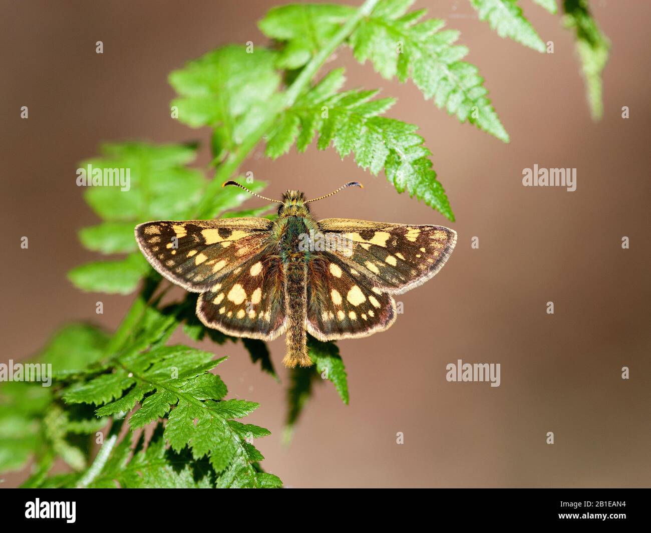 Chequered Skipper, Arctic Skipper (Carterocephalus palaemon, Pamphila ...