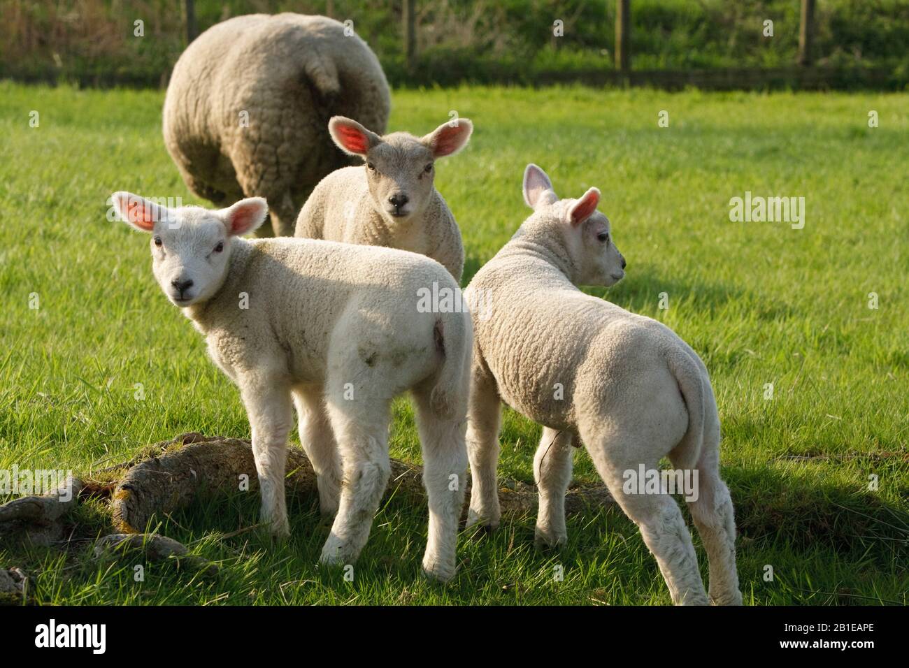 The texel is a breed of domestic sheep hi-res stock photography and ...