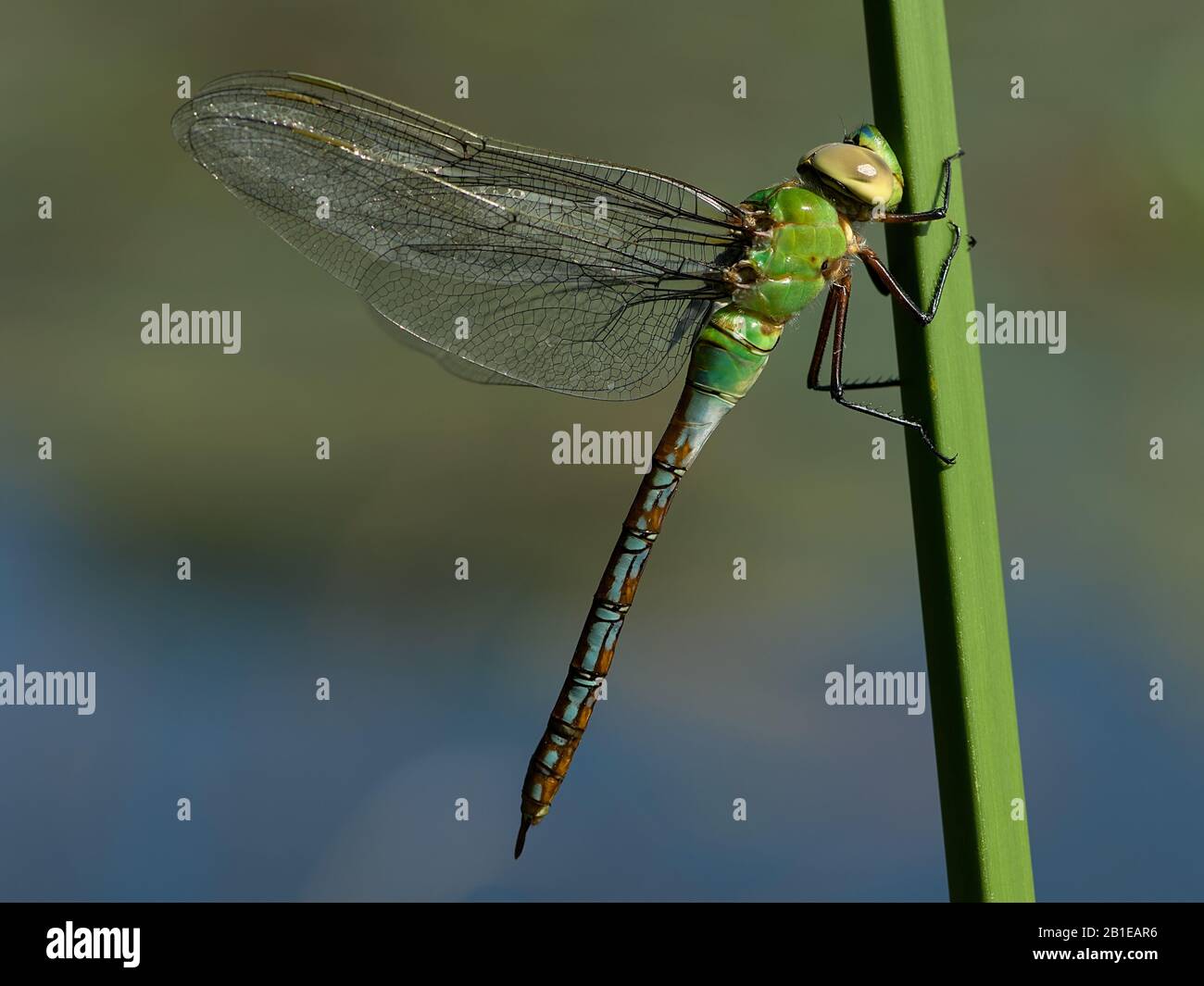emperor dragonfly (Anax imperator), Female, Netherlands Stock Photo - Alamy