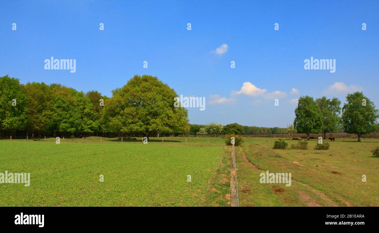 Westerheide in Het Gooi, Netherlands, Northern Netherlands, Bussum ...