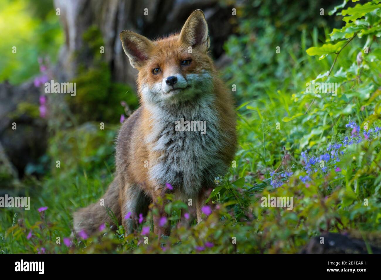 red fox (Vulpes vulpes), foraging in a forest, front view, Switzerland, Sankt Gallen Stock Photo ...
