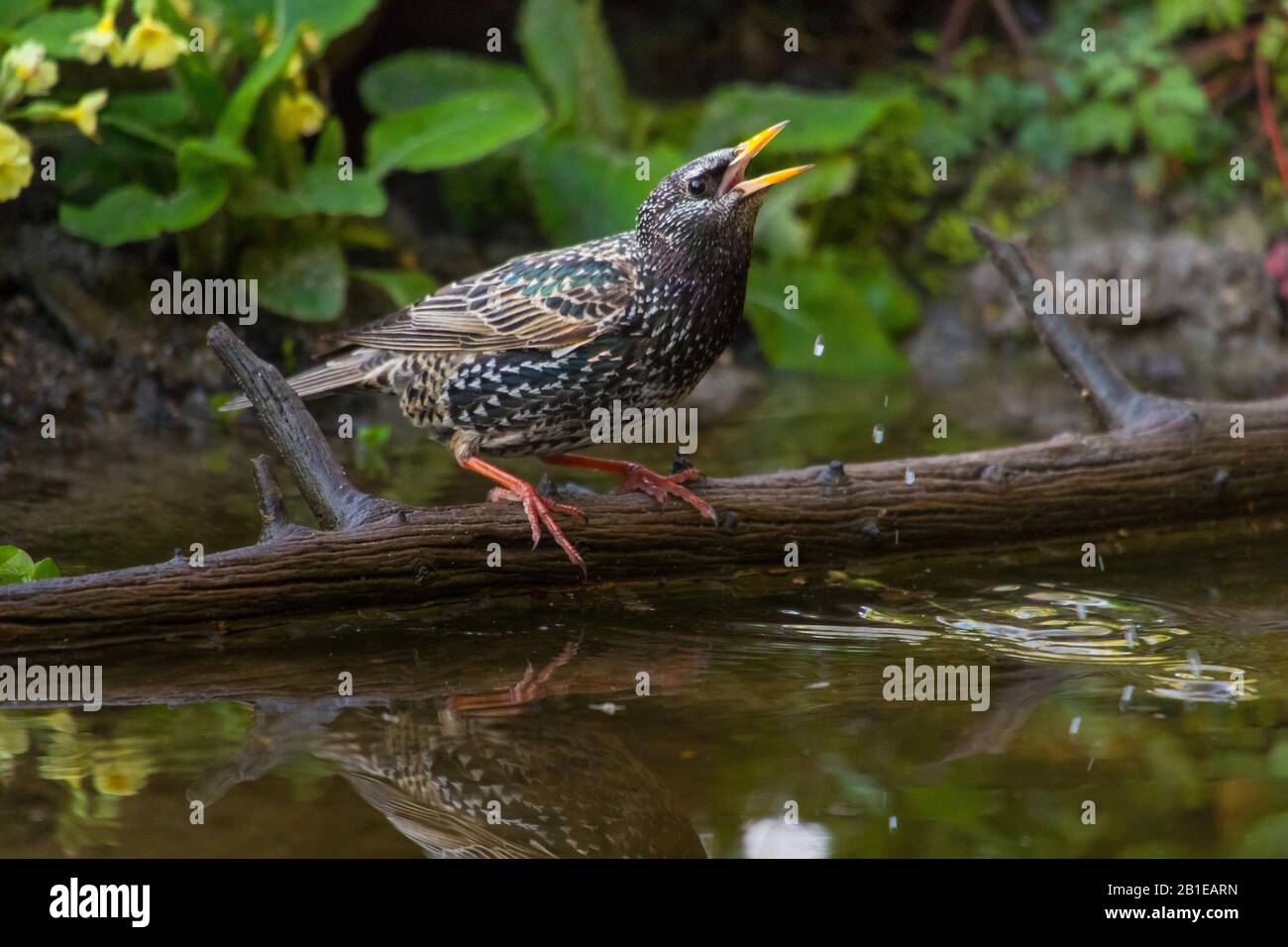 common starling (Sturnus vulgaris), drinking at a forest pond, side ...