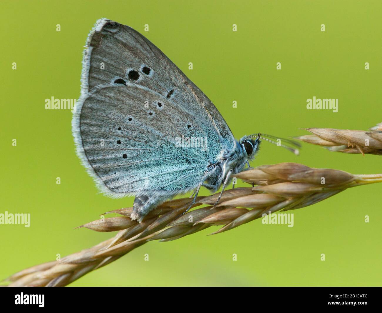 Green underside blue (Glaucopsyche alexis), lateral view, Hungary Stock ...