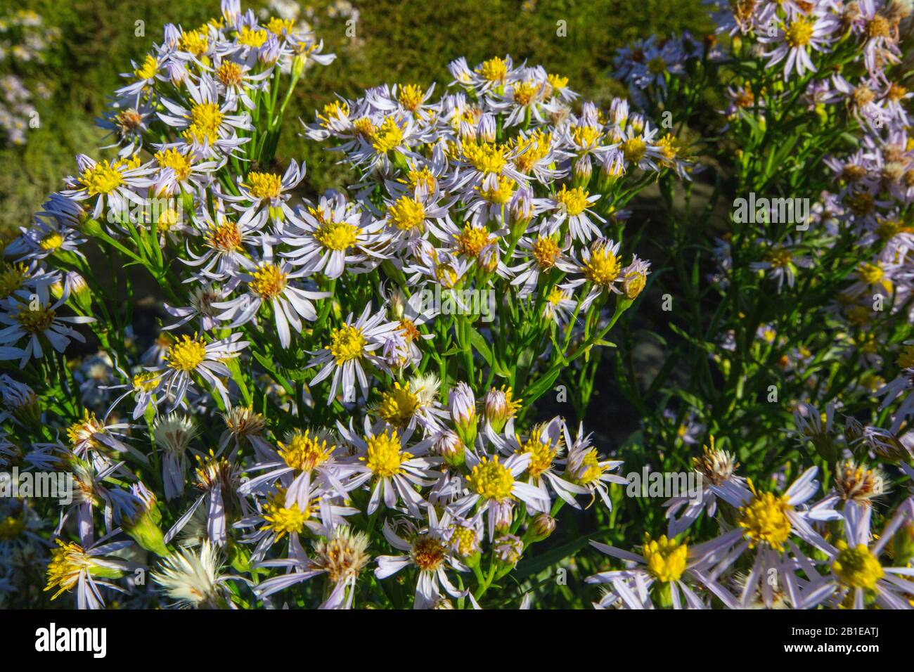 Sea aster (Aster tripolium, Tripolium vulgare), blooming, Netherlands ...