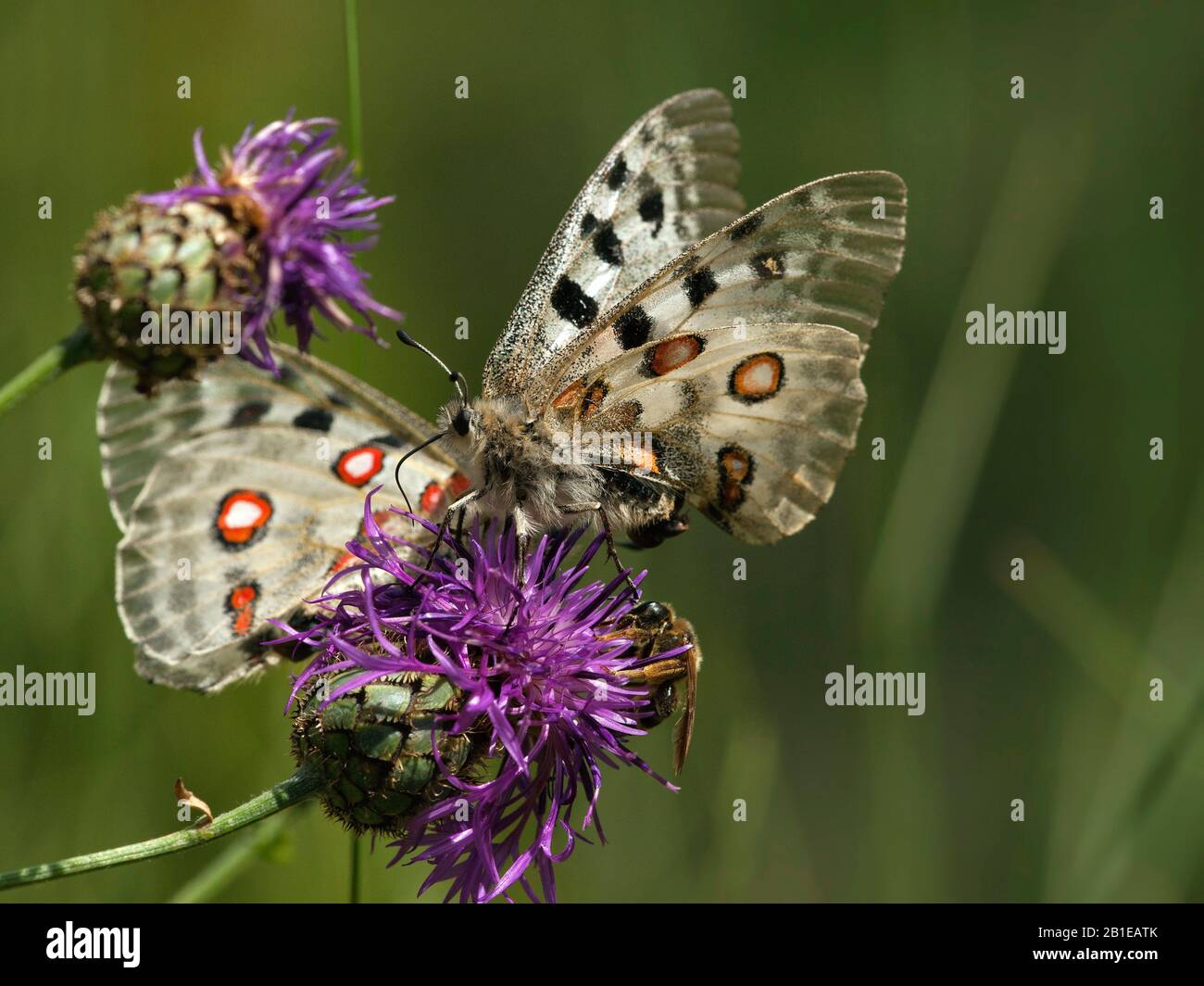 apollo (Parnassius apollo), two apollos and a bee on a knapweed flower ...