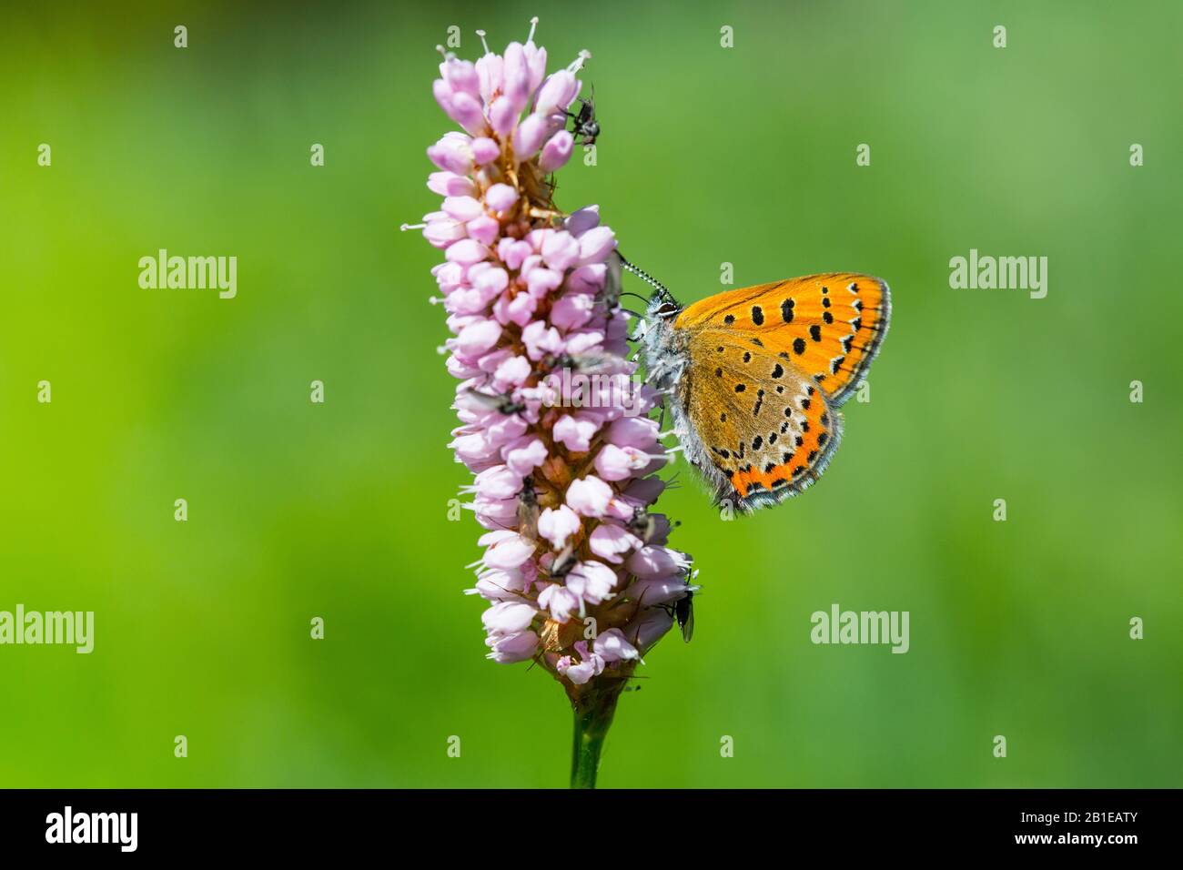 Violet Copper (Lycaena helle), at Bistorta officinalis, Germany, North ...