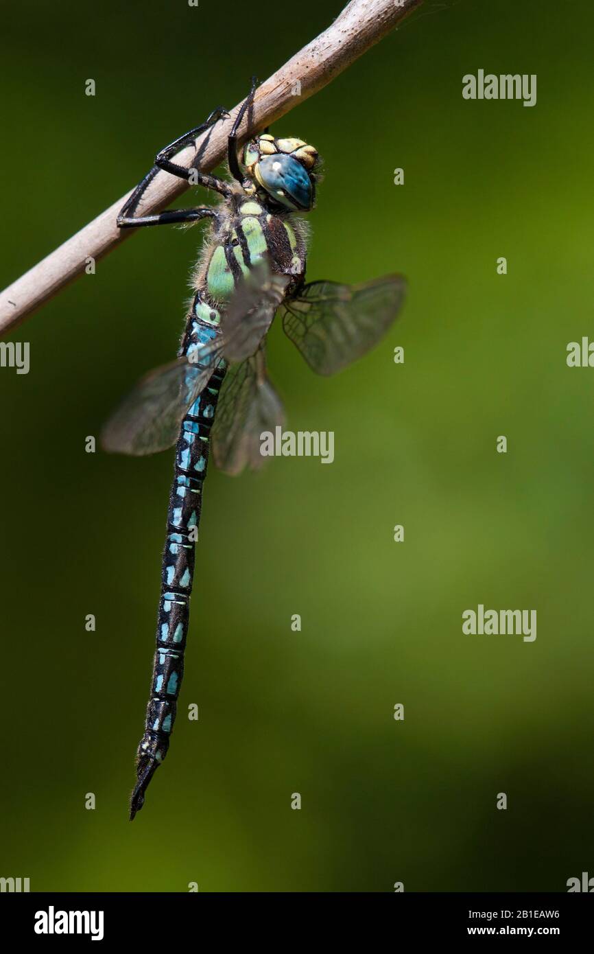 Lesser hairy dragonfly, Hairy Dragonfly, Hairy Hawker, Spring Hawker ...