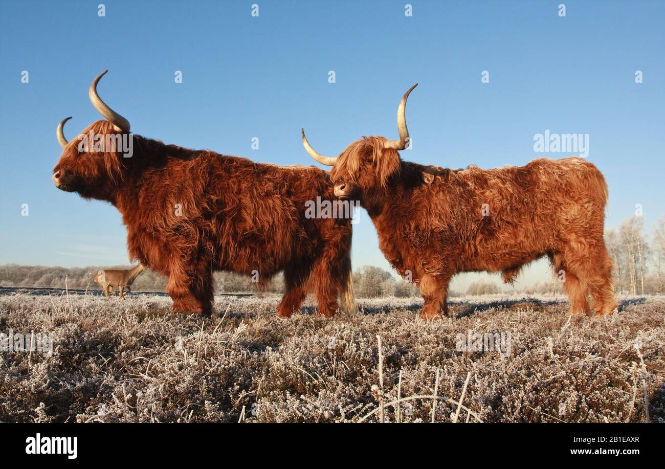 Scottish Highland Cattle, Kyloe, Highland cow, Heelan coo (Bos ...