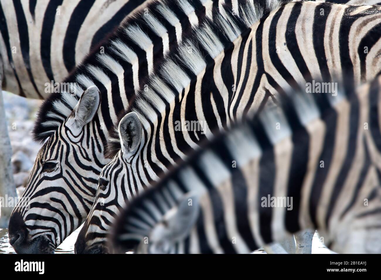 Plain zebras hi-res stock photography and images - Alamy