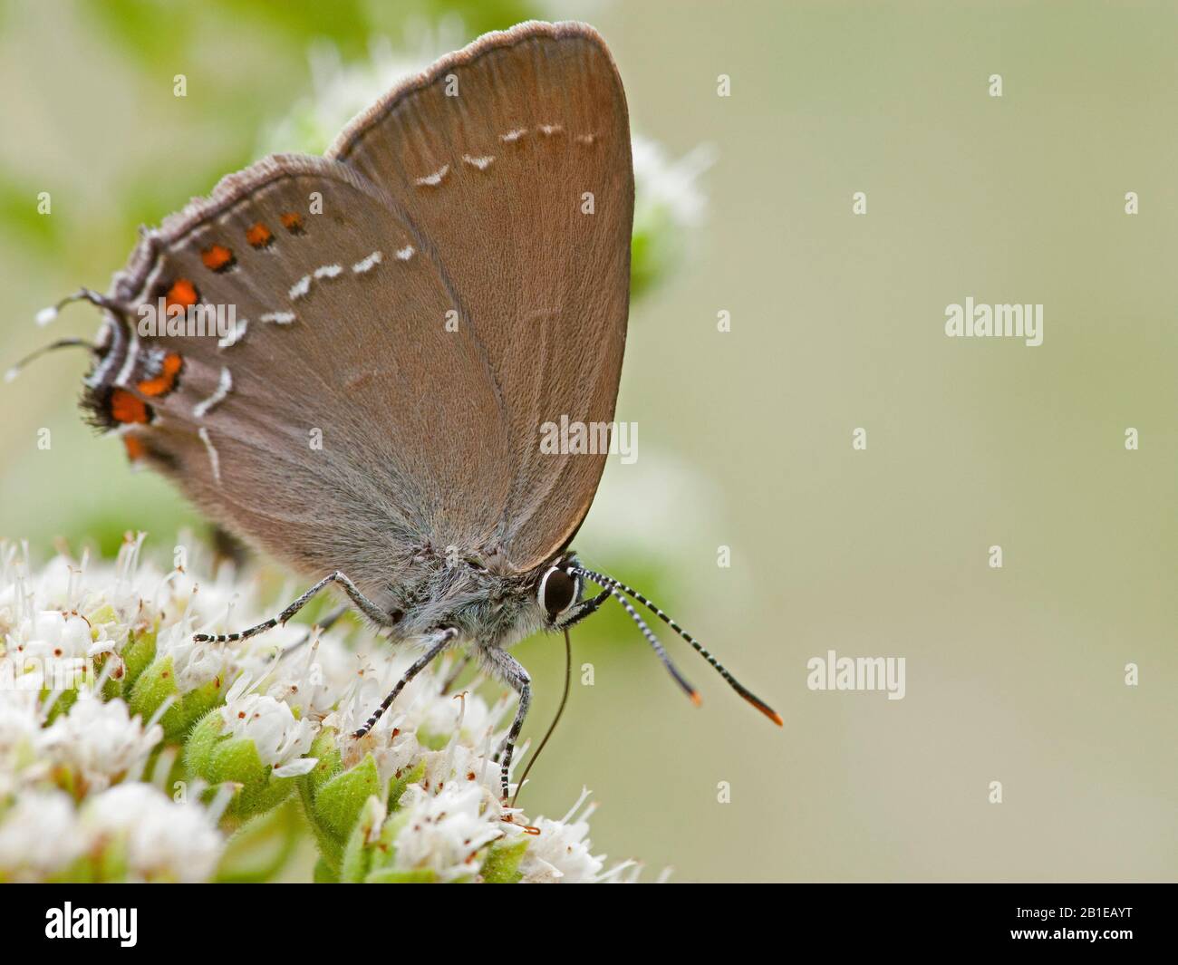 ilex hairstreak (Satyrium ilicis, Nordmannia ilicis), lateral view ...
