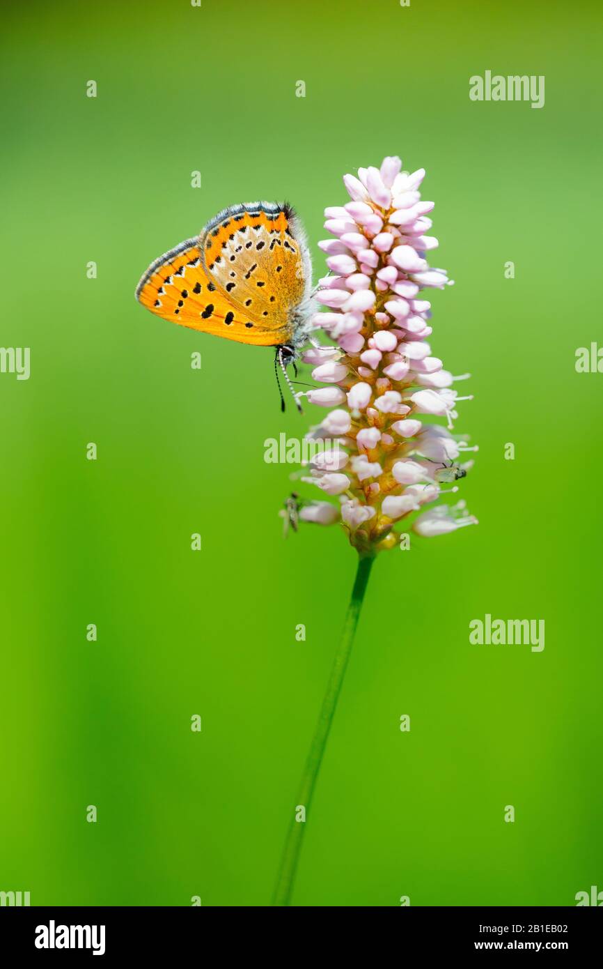 Violet Copper (Lycaena helle), at Bistorta officinalis, Germany, North ...