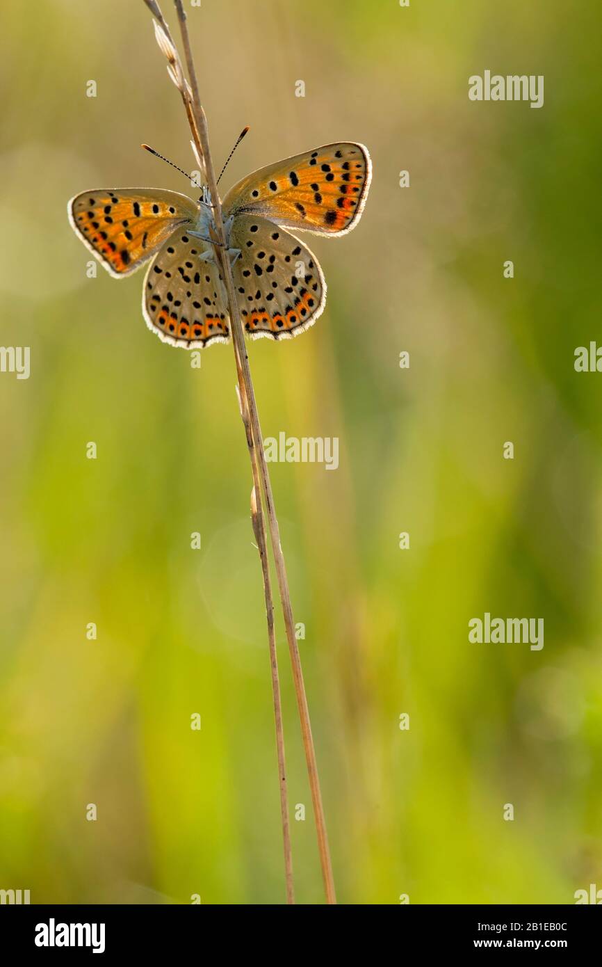 sooty copper (Heodes tityrus, Loweia tityrus, Loweia tityrus, Lycaena ...