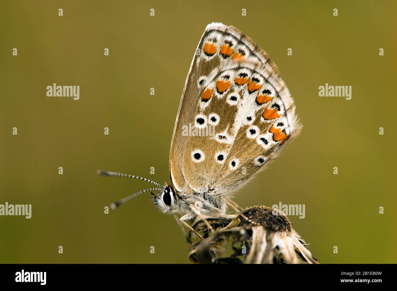 Brown argus aricia agestis germany hi-res stock photography and images ...
