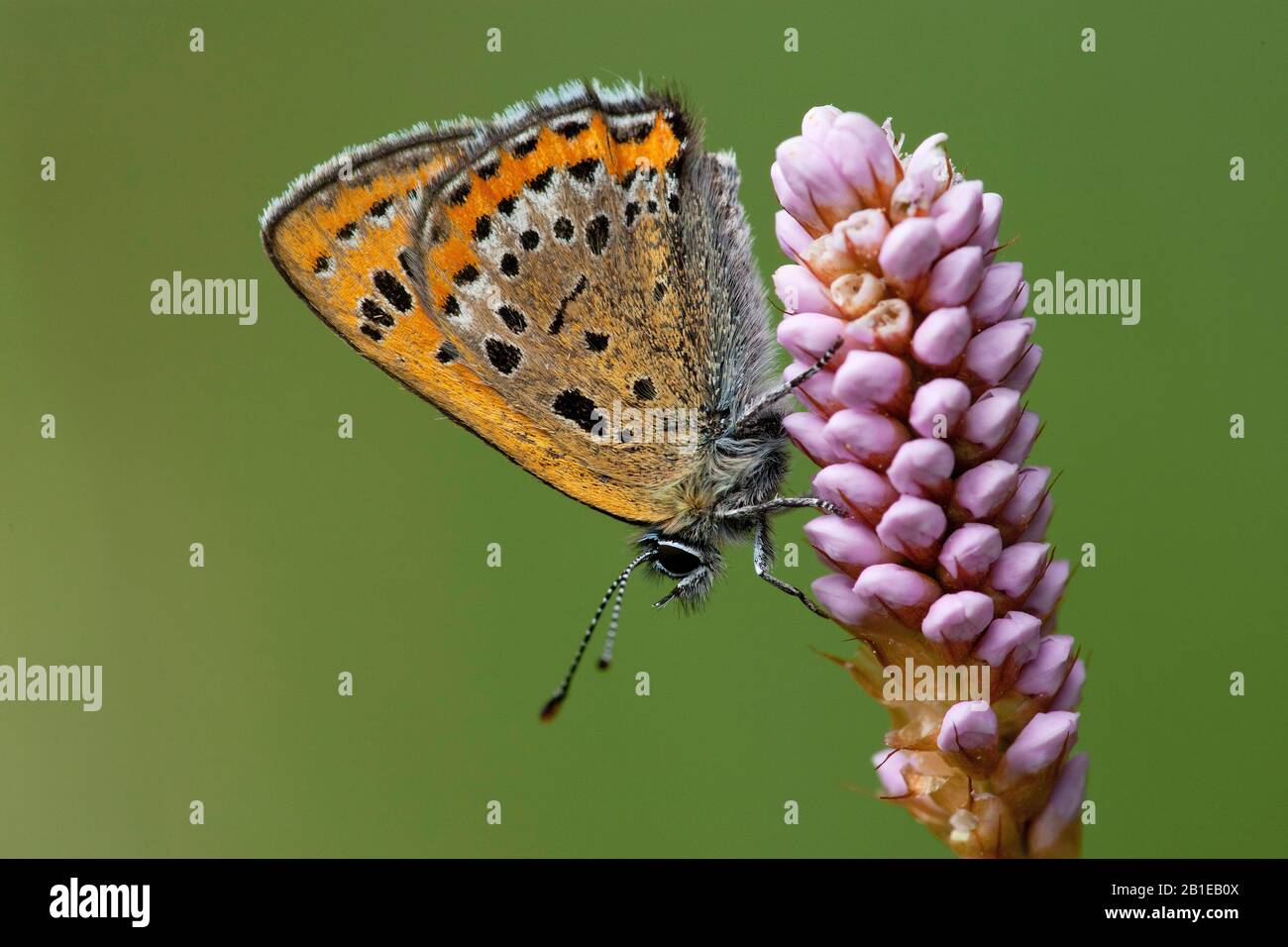 Violet Copper (Lycaena helle), at Bistorta officinalis, Germany, North ...