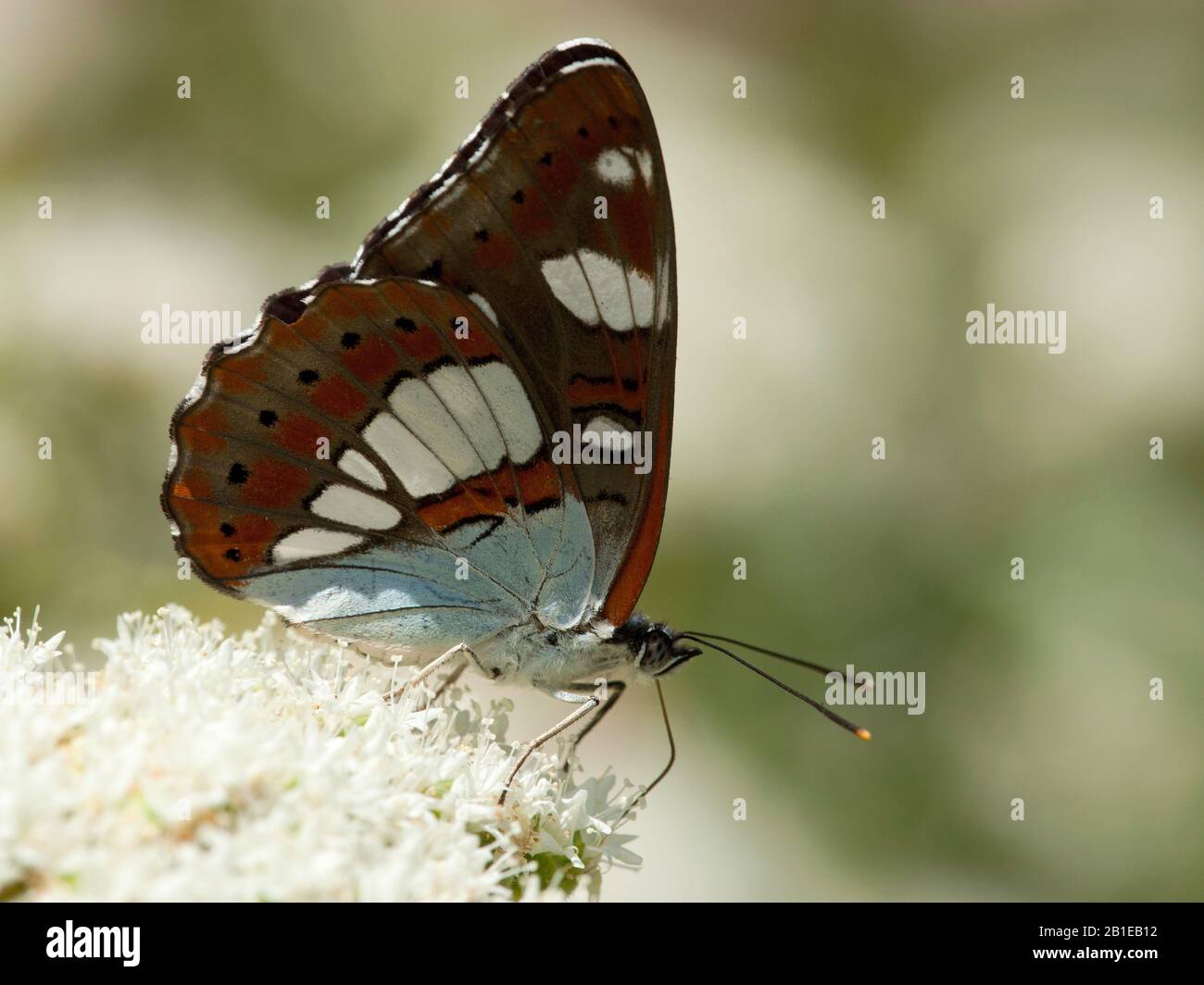 southern white admiral (Limenitis reducta), lateral view, Greece ...