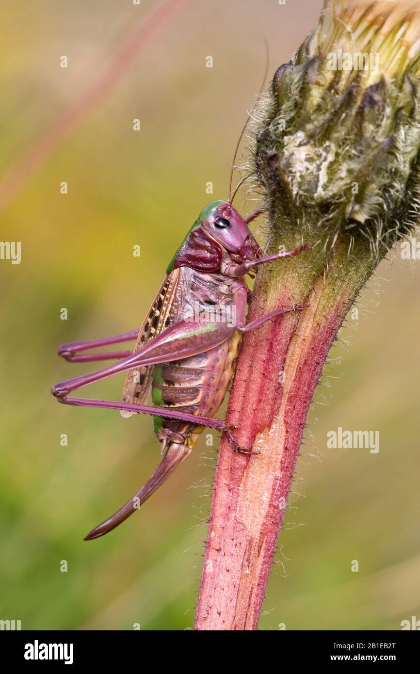 Wart biter bushcricket decticus hi-res stock photography and images - Alamy