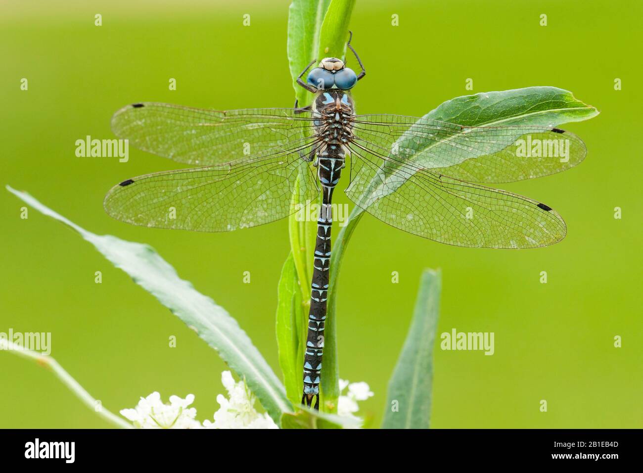 Eastern Spectre (Caliaeschna microstigma), male, top view, Turkey ...