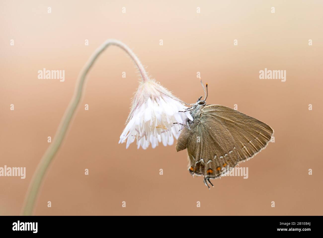 ilex hairstreak (Satyrium ilicis, Nordmannia ilicis), lateral view ...