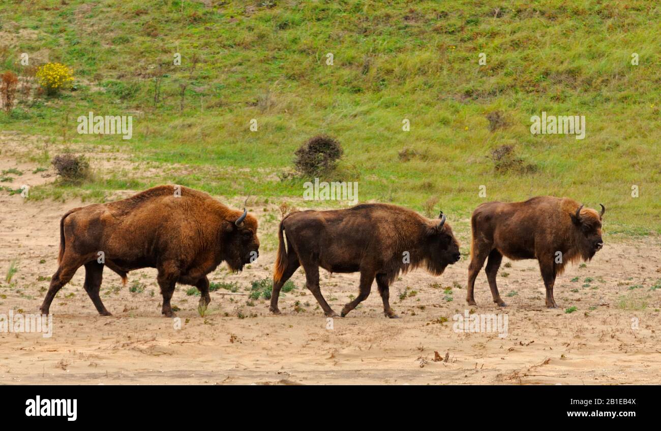European bison, wisent (Bison bonasus), group in dune landscape ...