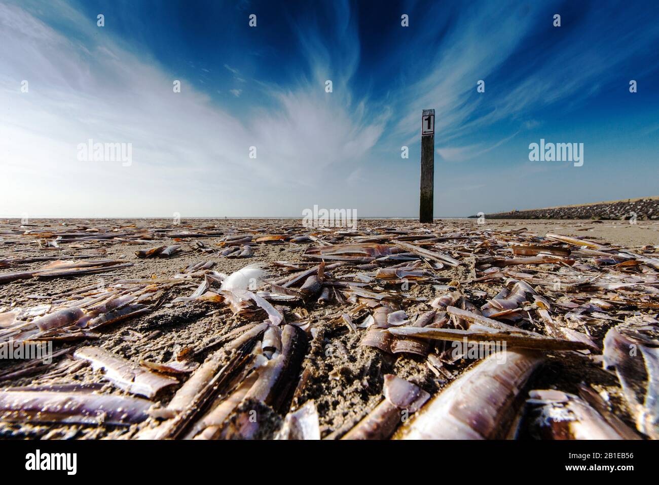 Atlantic jackknife clam (Ensis directus), countless jackknife clams ...