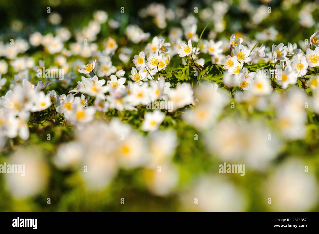 wood anemone (Anemone nemorosa), flowers, Netherlands, Frisia Stock ...