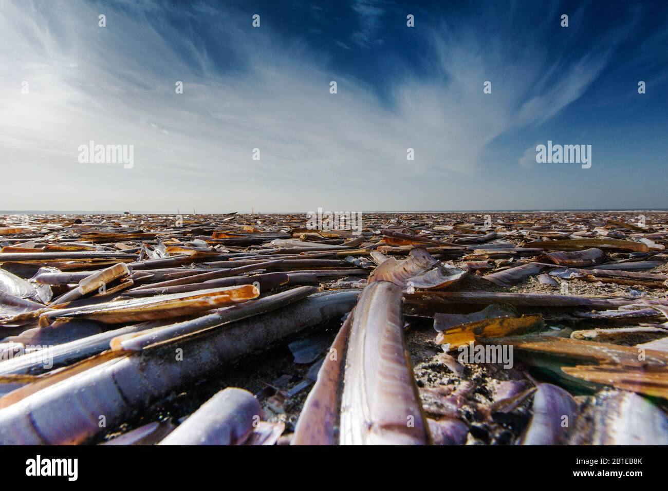 Atlantic clams hi-res stock photography and images - Alamy