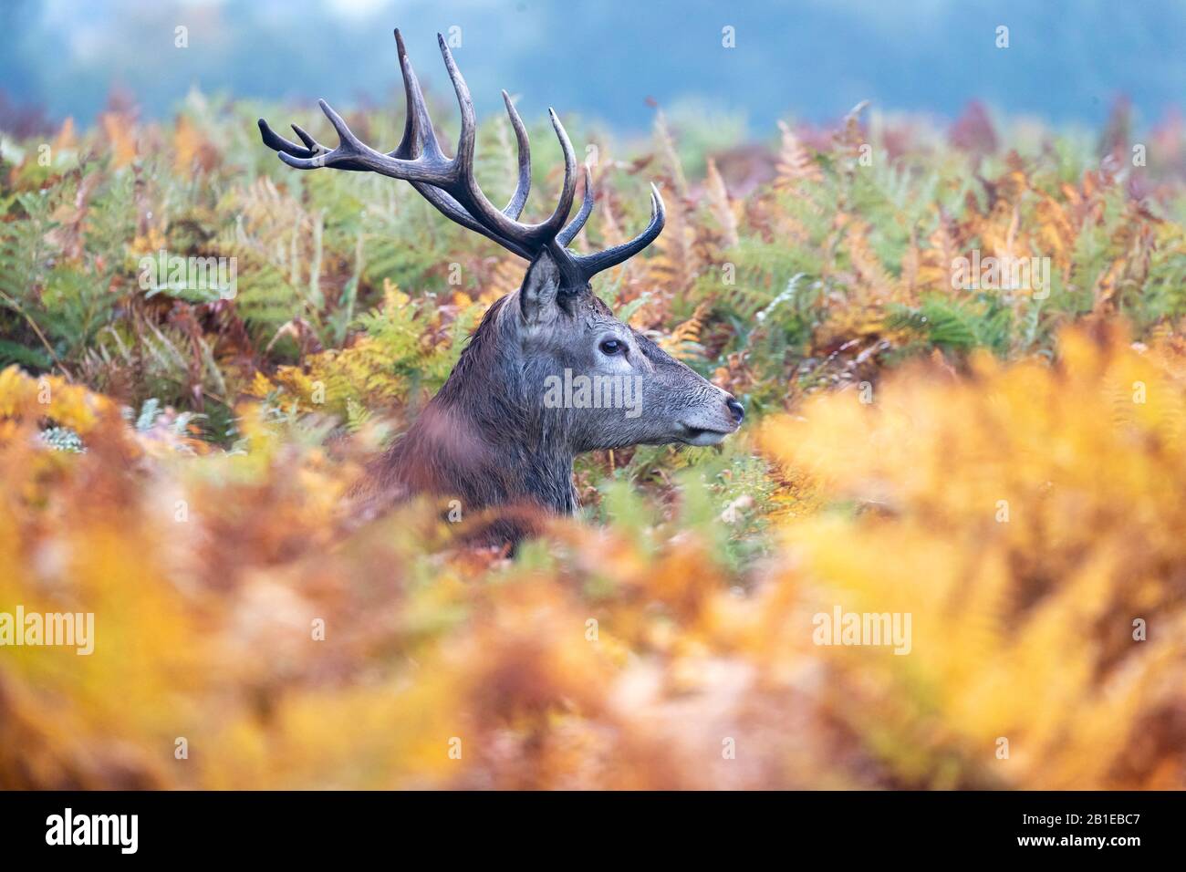 Red deer (Cervus elaphus) stag amongst bracken, England Stock Photo - Alamy