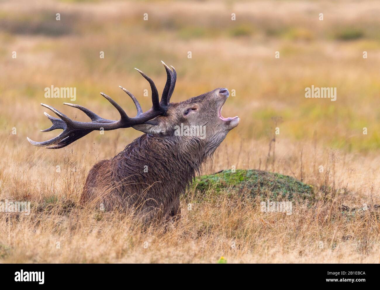Red deer bellowing at down hi-res stock photography and images - Alamy
