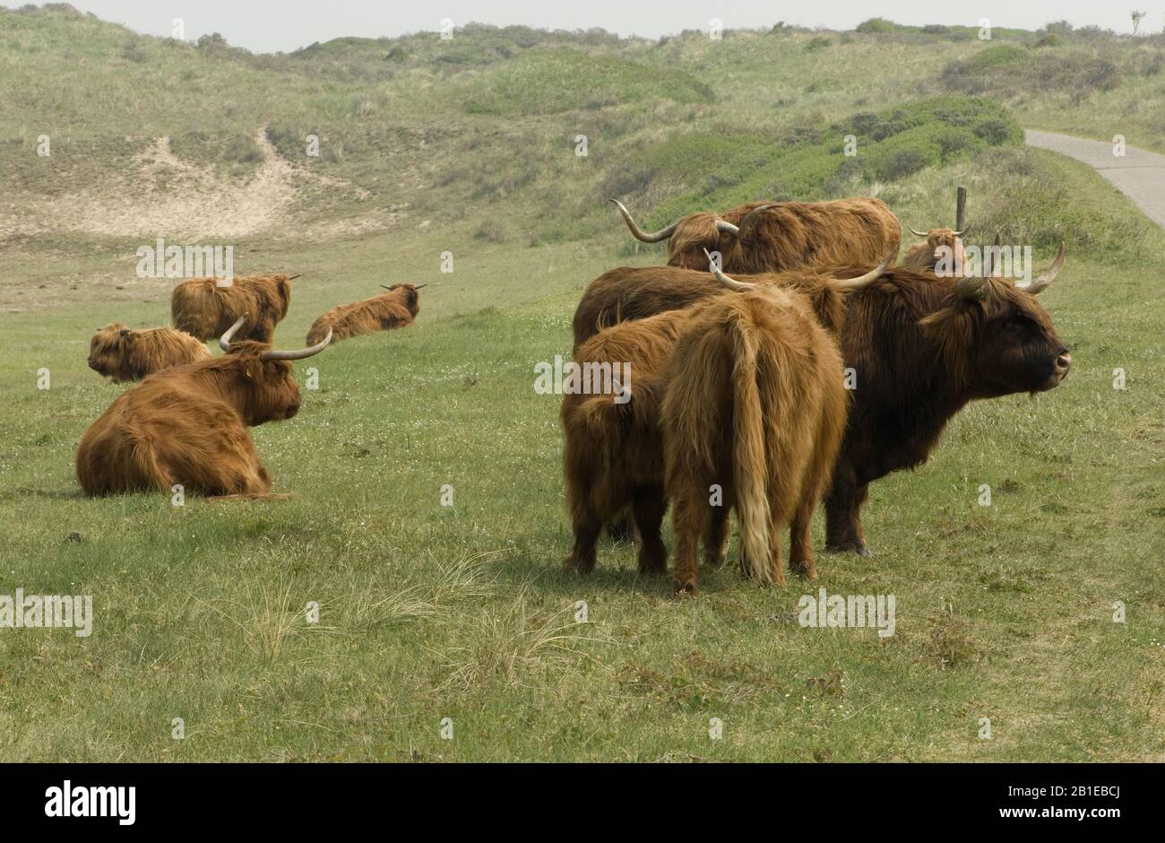 Scottish Highland Cattle, Kyloe, Highland cow, Heelan coo (Bos ...