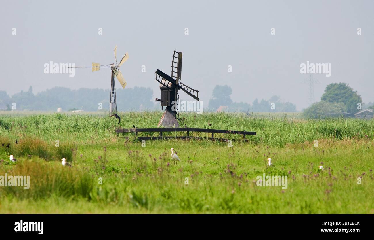 Mills at Jisperveld , Netherlands, Northern Netherlands Stock Photo - Alamy