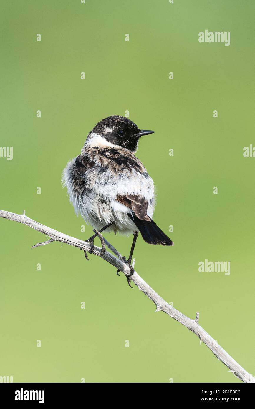 Siberian stonechat hi-res stock photography and images - Alamy