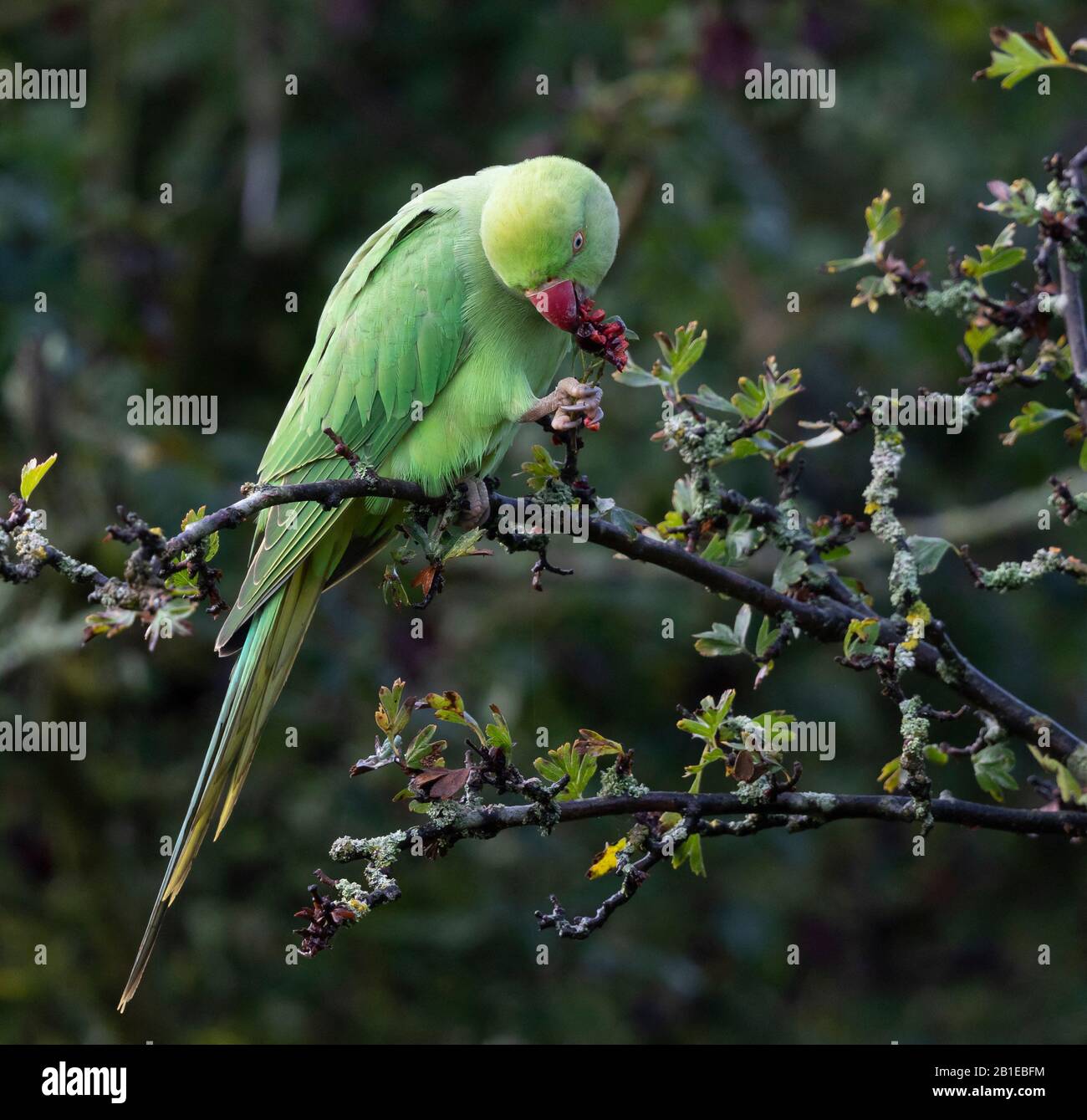 Ring-necked parakeet (Psittacula krameri) feeding on Hawthorn berries ...