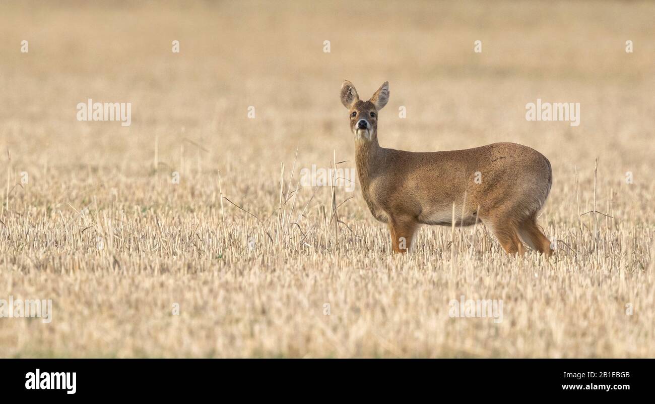 Chinese water deer (Hydropotes inermis) standing amongst stubbles ...