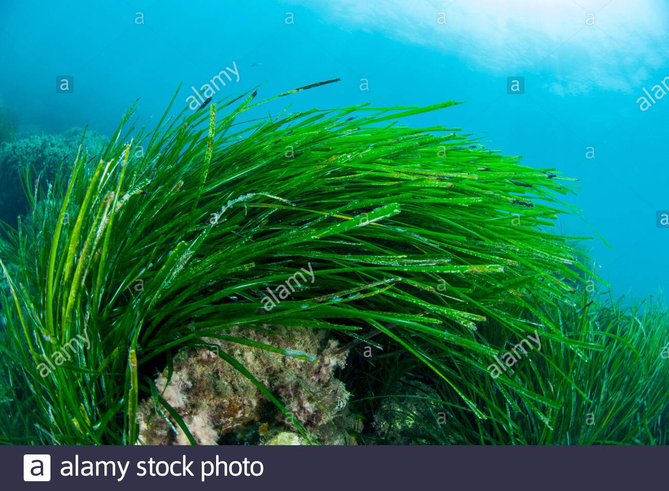 Posidonia Oceánica High Resolution Stock Photography and Images - Alamy