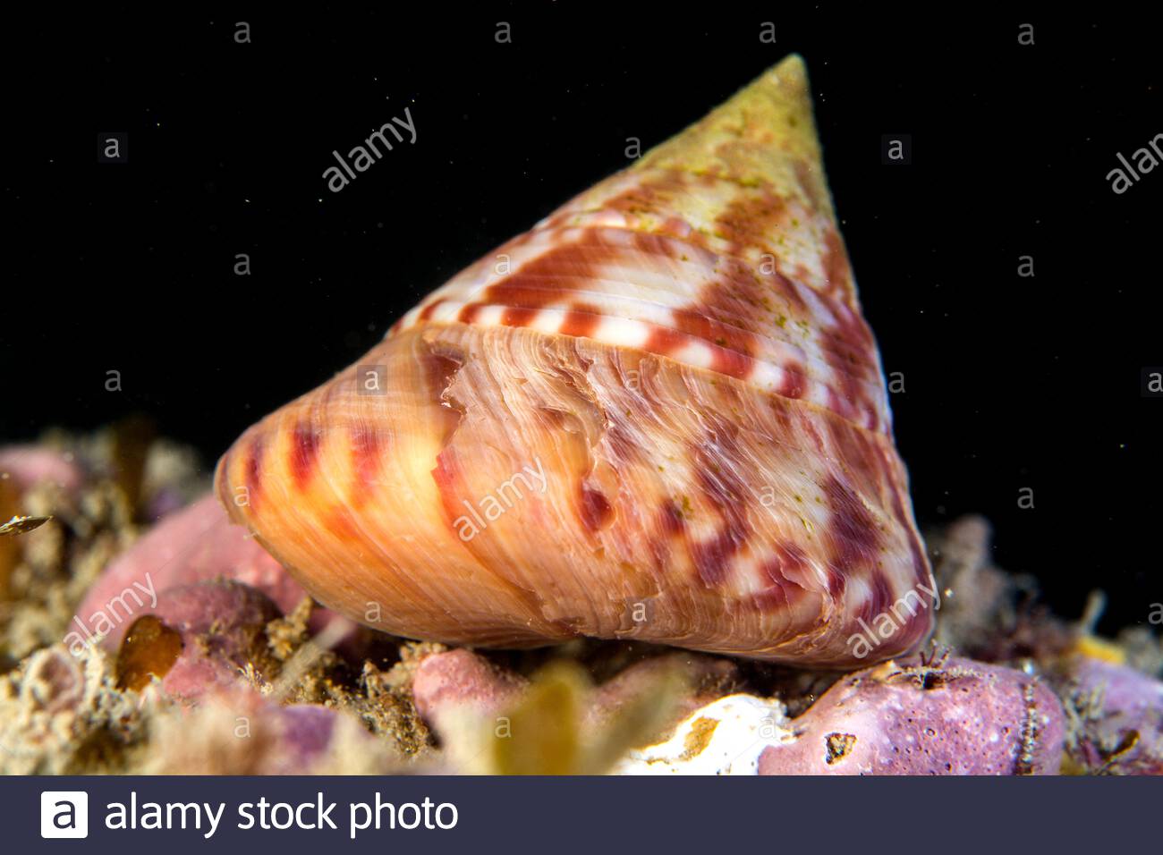 Temperate Areas High Resolution Stock Photography and Images - Alamy