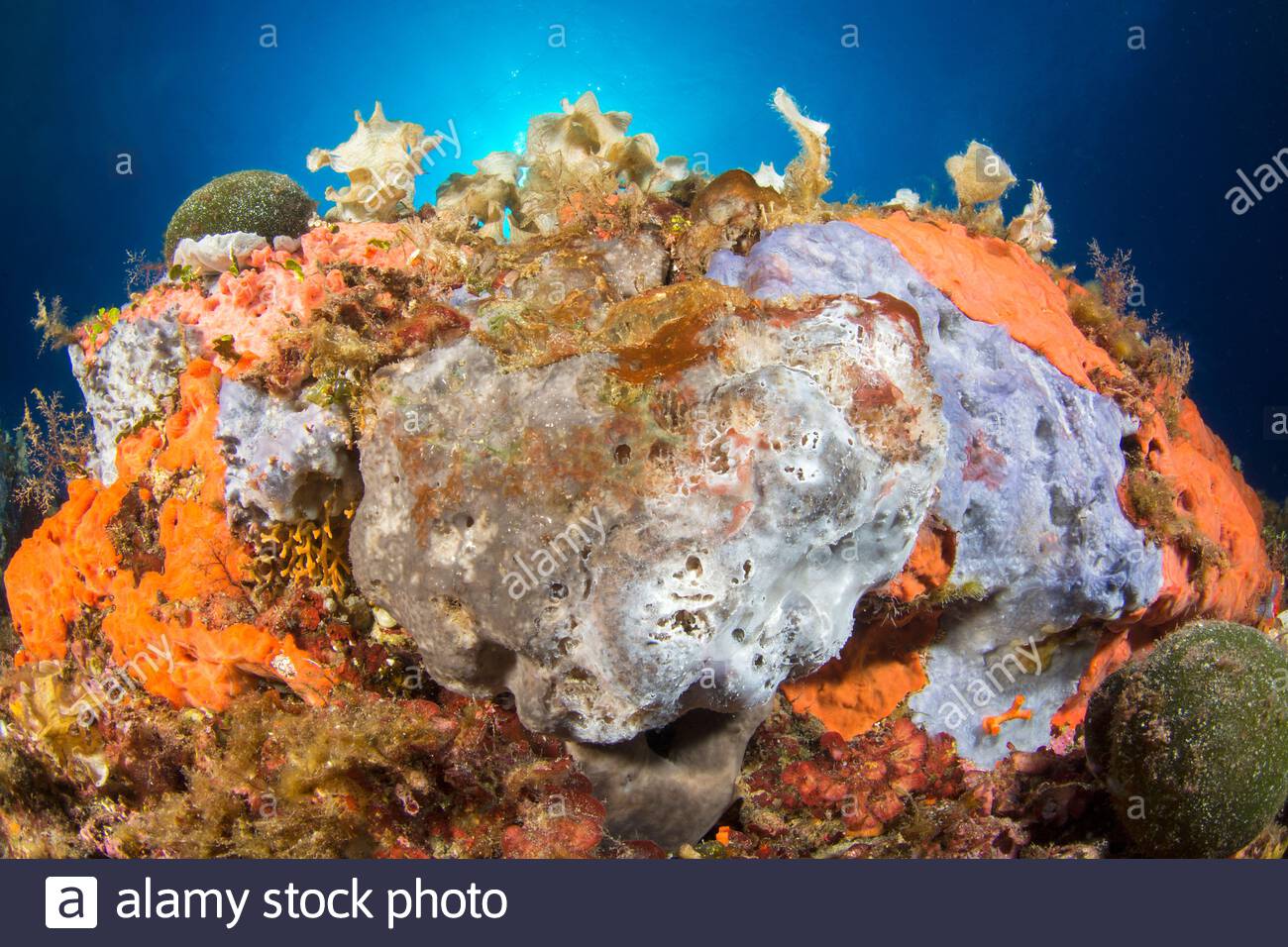 Heat Fungus High Resolution Stock Photography and Images - Alamy