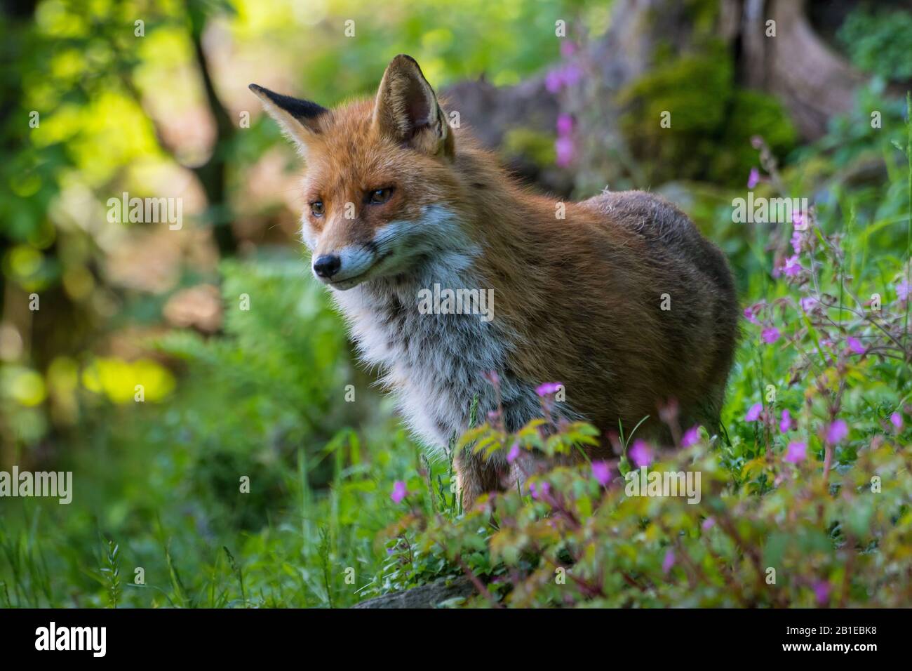 red fox (Vulpes vulpes), foraging in a forest, Switzerland, Sankt Gallen Stock Photo - Alamy